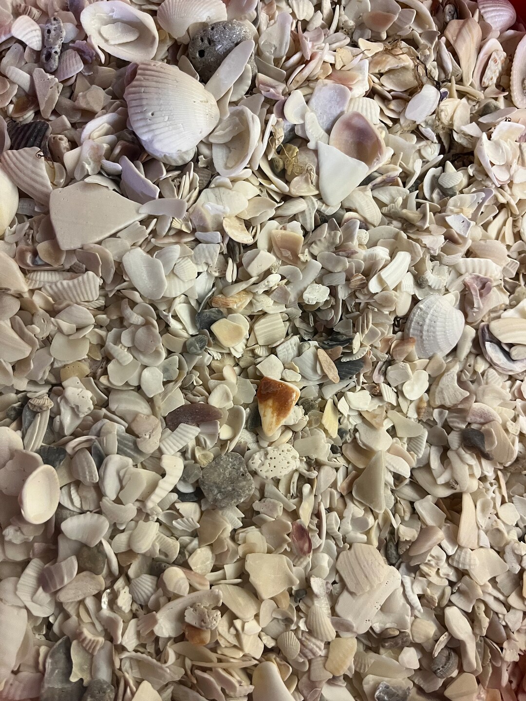 Broken Seashell Shards - Etsy