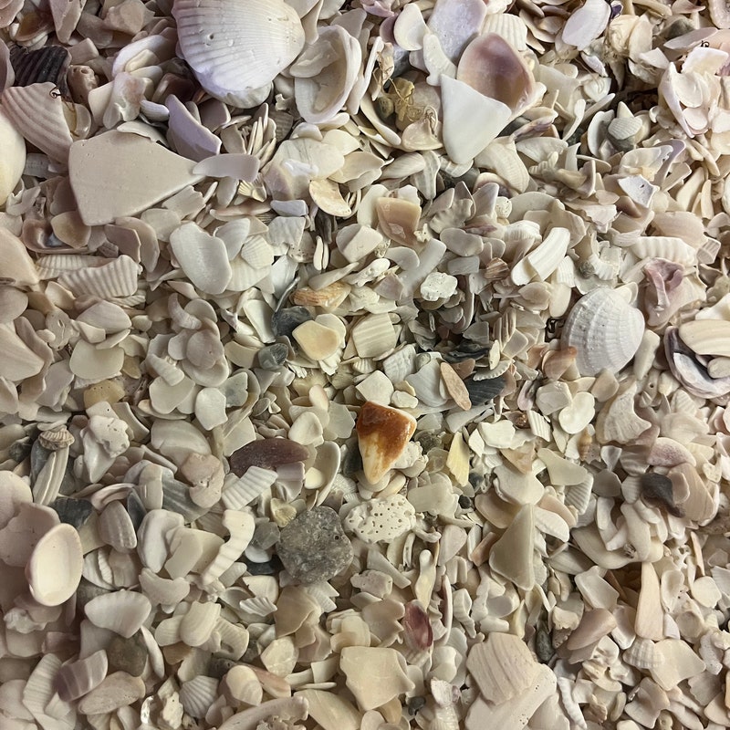 Seashell Broken Craft - Etsy