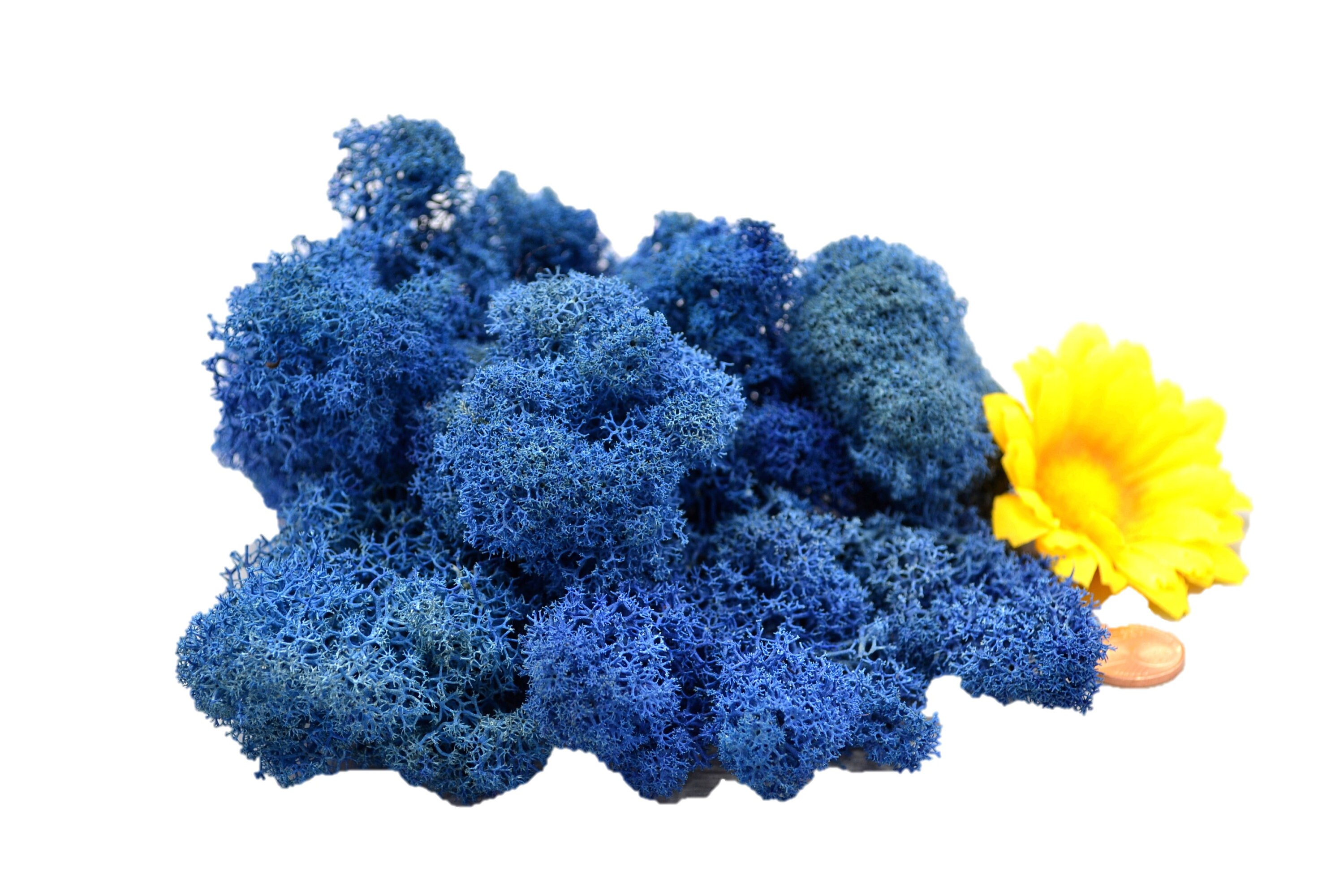 Islandmoos 2x handgereinigt Blau Spur 1 10g 100g fluffig weich haltbar ...