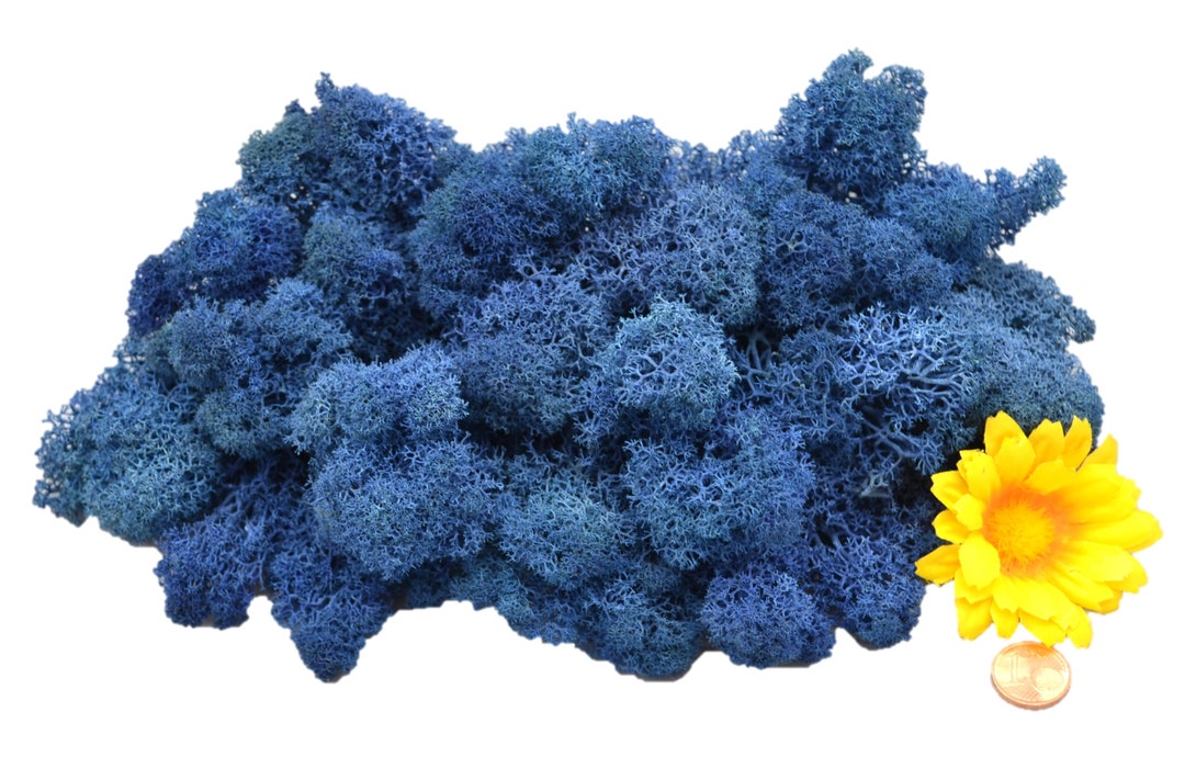 Islandmoos 2x handgereinigt Blau Spur 1 10g 100g fluffig weich haltbar ...