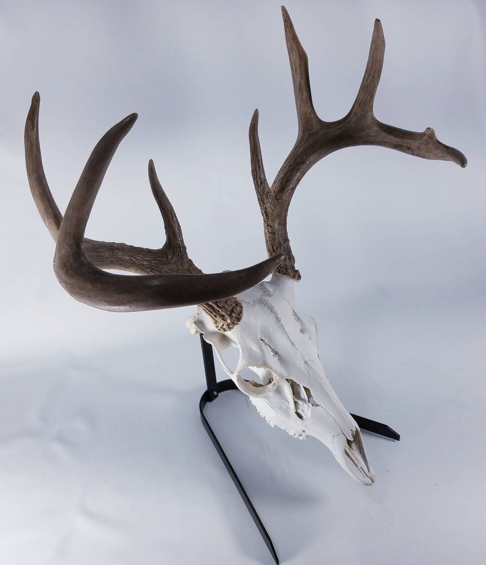 European Skull Mount Tabletop Display Bracket - Etsy