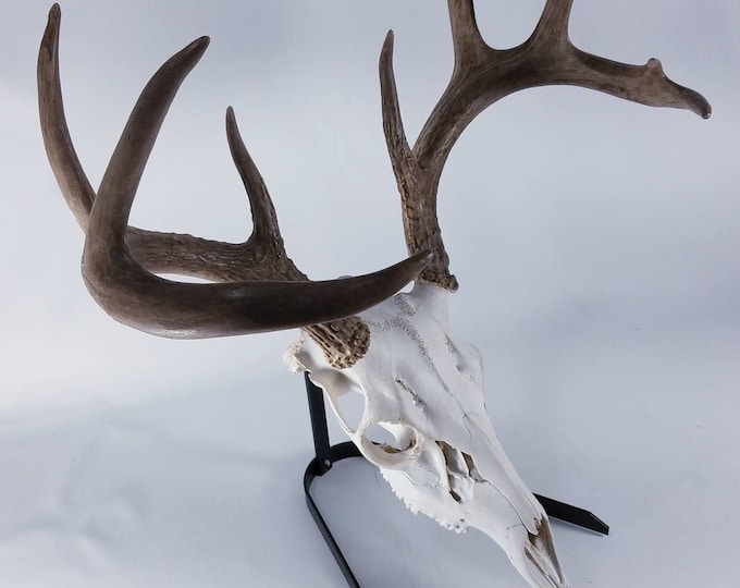 Human Skull Display Stand - Etsy