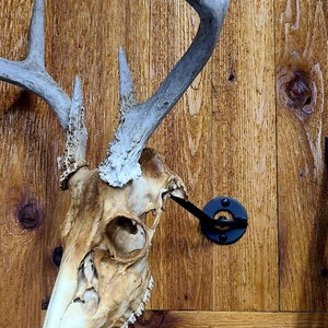 European Skull Mount Swivel Bracket - Etsy