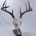 European Table Top Skull Mount. Walnut European Skull Mount Display - Etsy