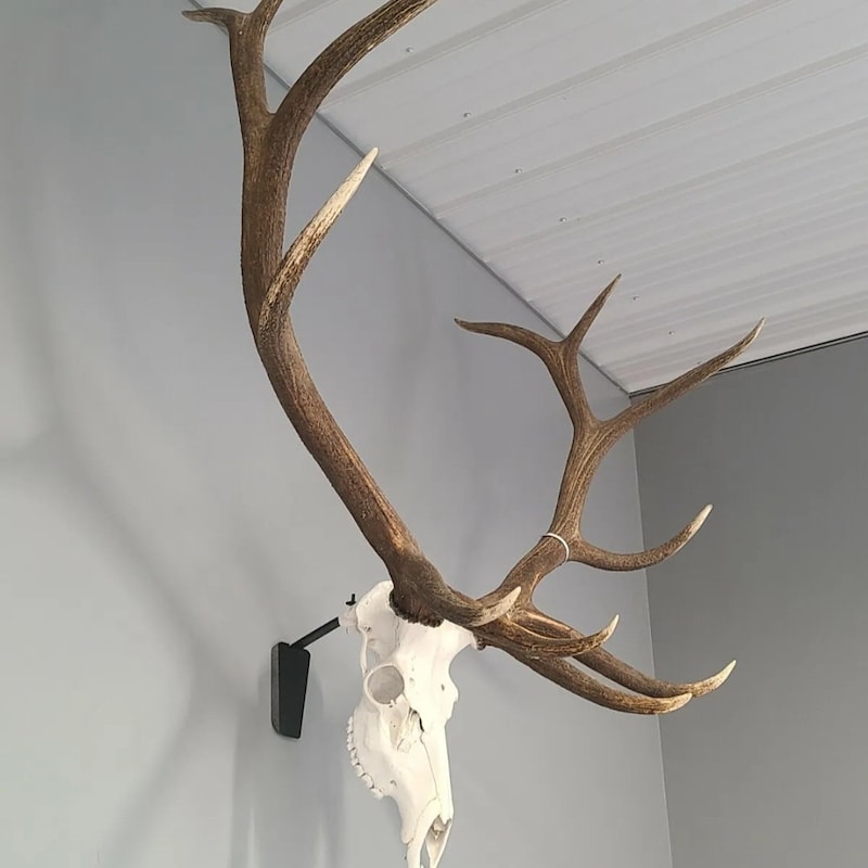 Skull Mount - Etsy UK