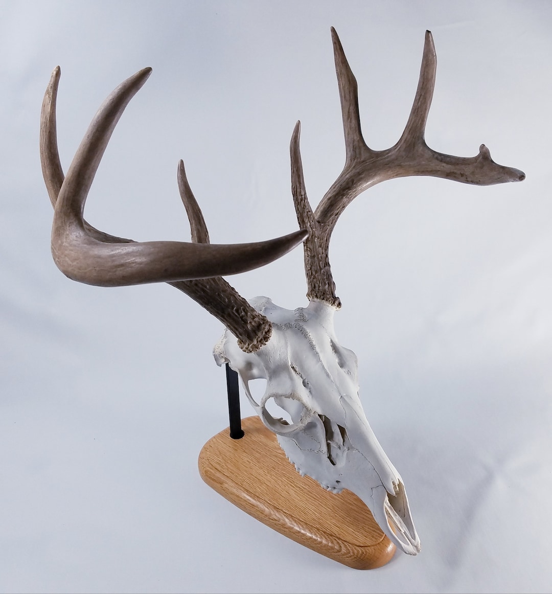 European Skull Mount Table Top Display Red Oak - Etsy