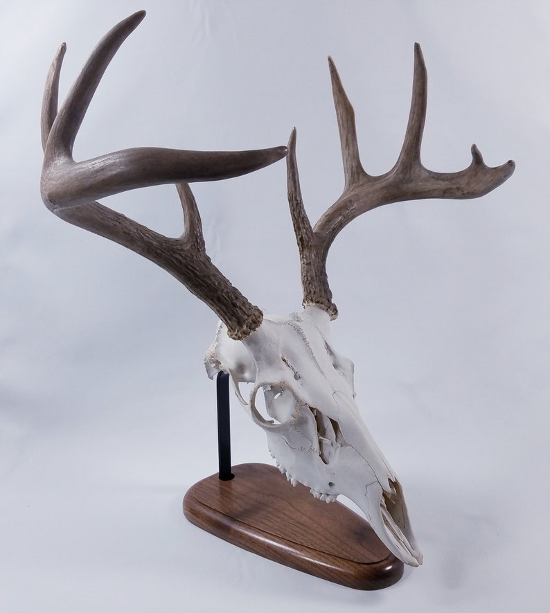 European Table Top Skull Mount. Walnut - Etsy