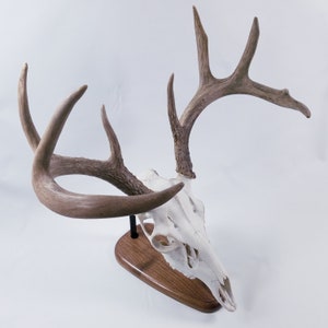 European Table Top Skull Mount. Walnut European Skull Mount Display - Etsy