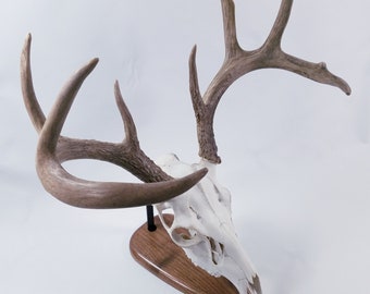 European Mount Deer Skull Pedestal Plaque Wall/table Combo - Etsy