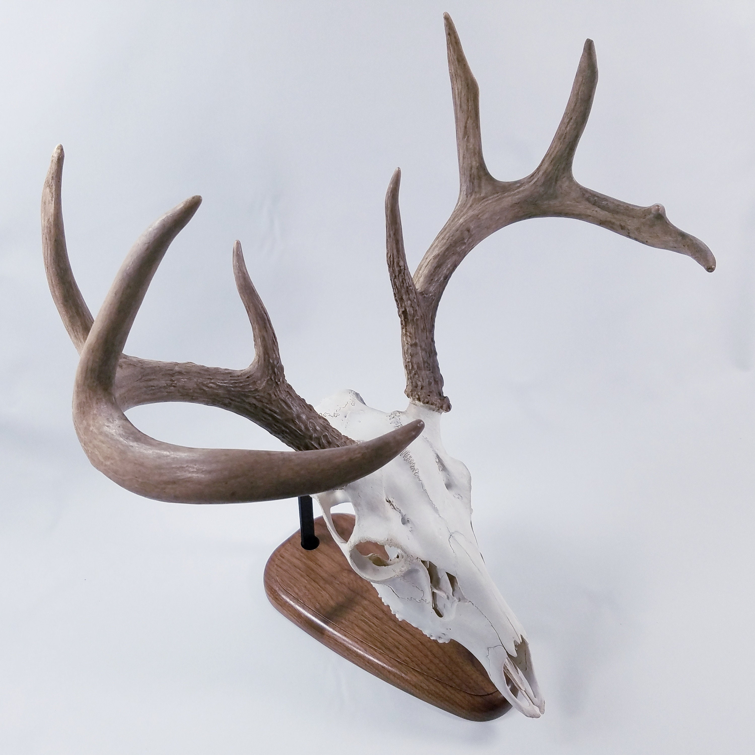 European Table Top Skull Mount. Walnut - Etsy