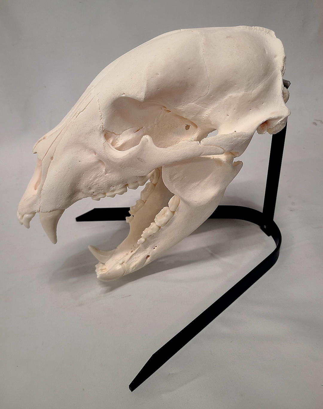 European Bear Skull Mount Tabletop Display - Etsy