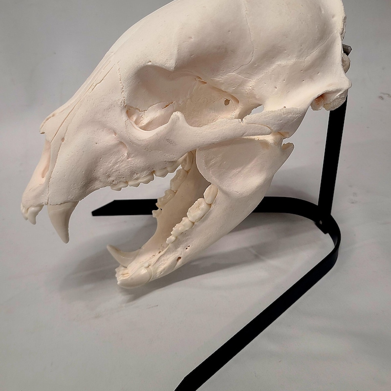 Real Ram Skull - Etsy