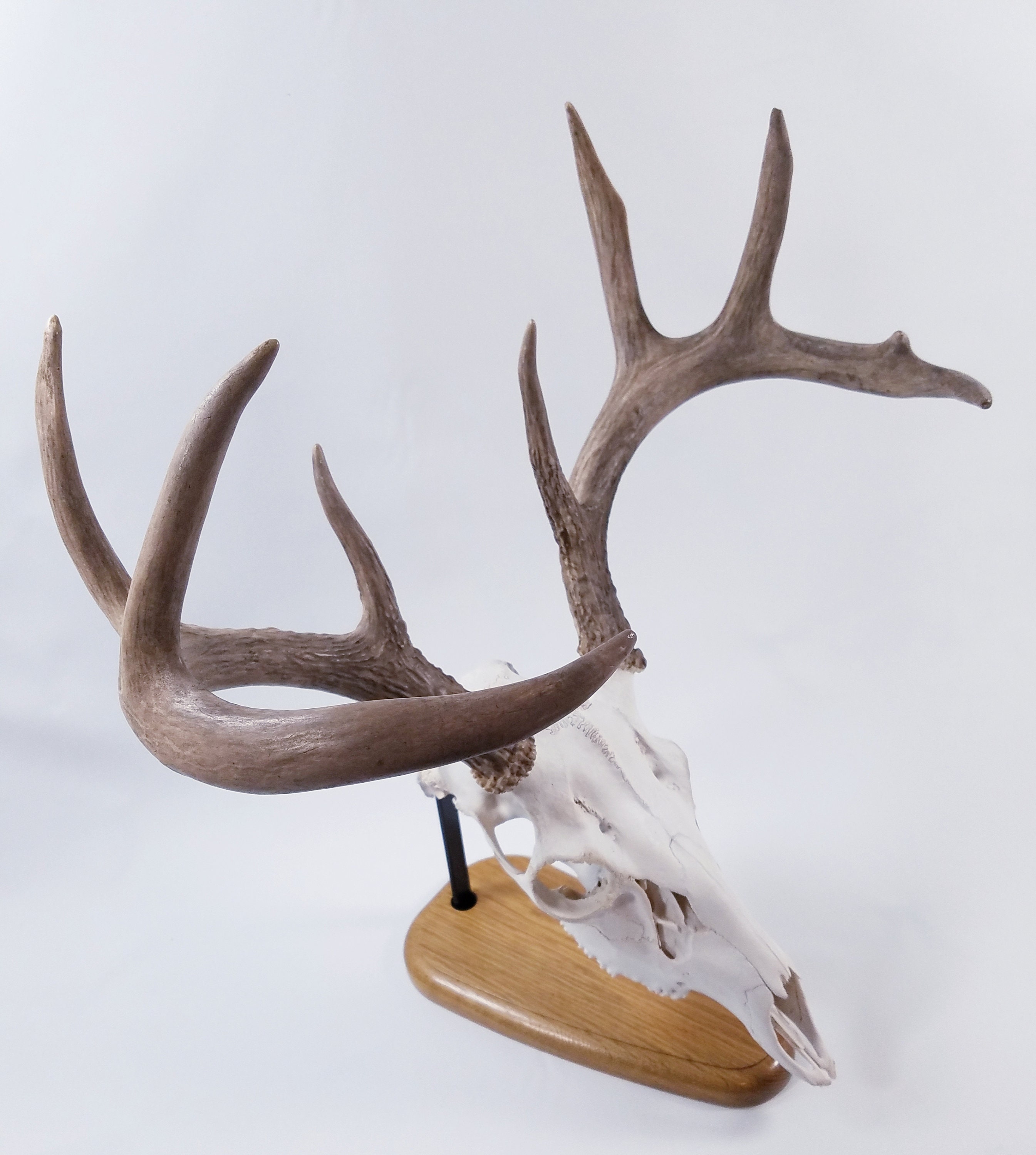 European Skull Mount Table Top Display Made With White Oak - Etsy