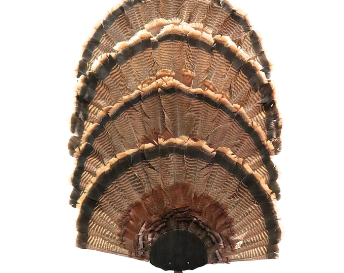 Turkey Fan Mounting Kit 4 Fan Display System Black Hammer - Etsy
