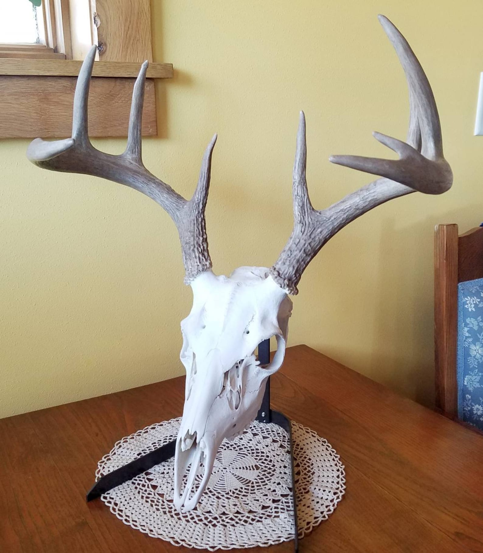 European Skull Mount Tabletop Display Bracket - Etsy