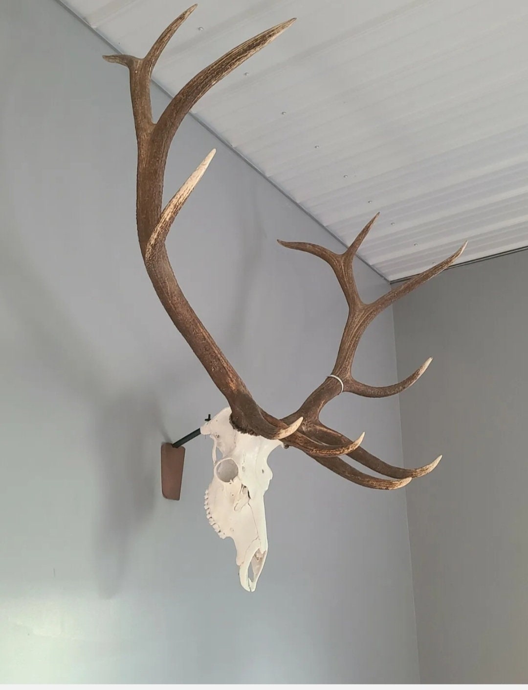 European Elk Mount Bracket With Optional Lazer Engrave and Cover Plate ...