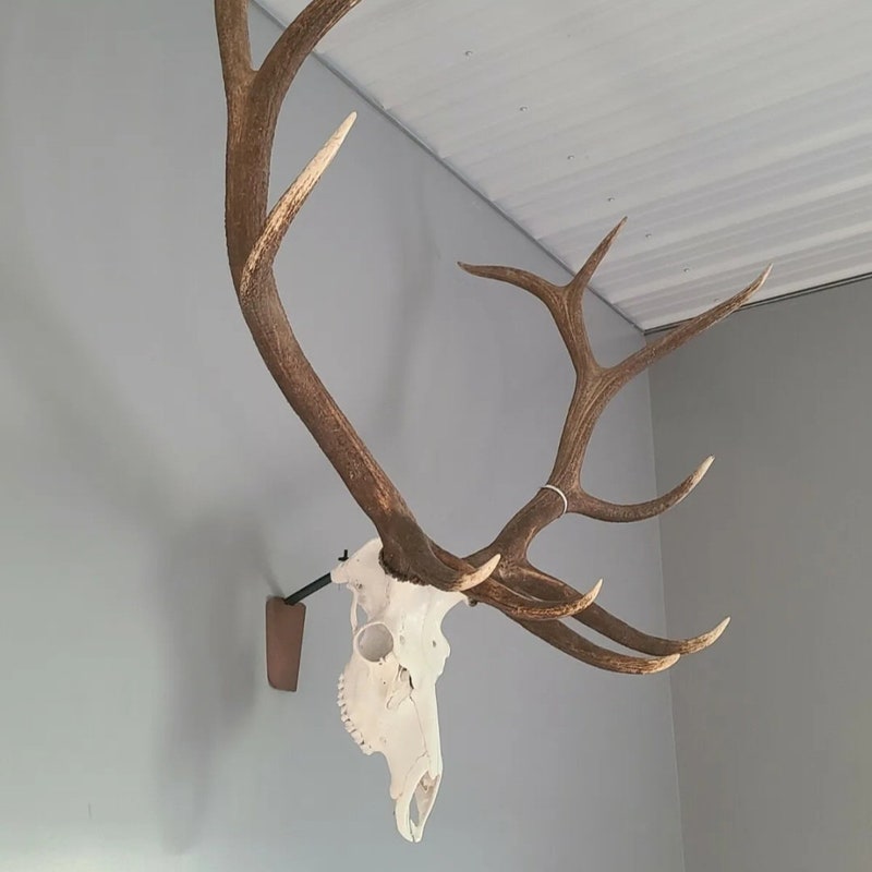 Elk Mount - Etsy