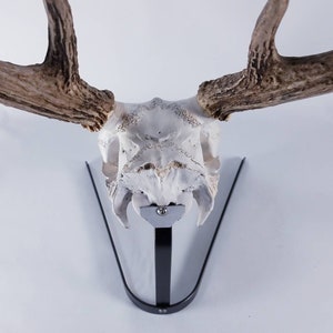 European Skull Mount Tabletop Display Bracket - Etsy