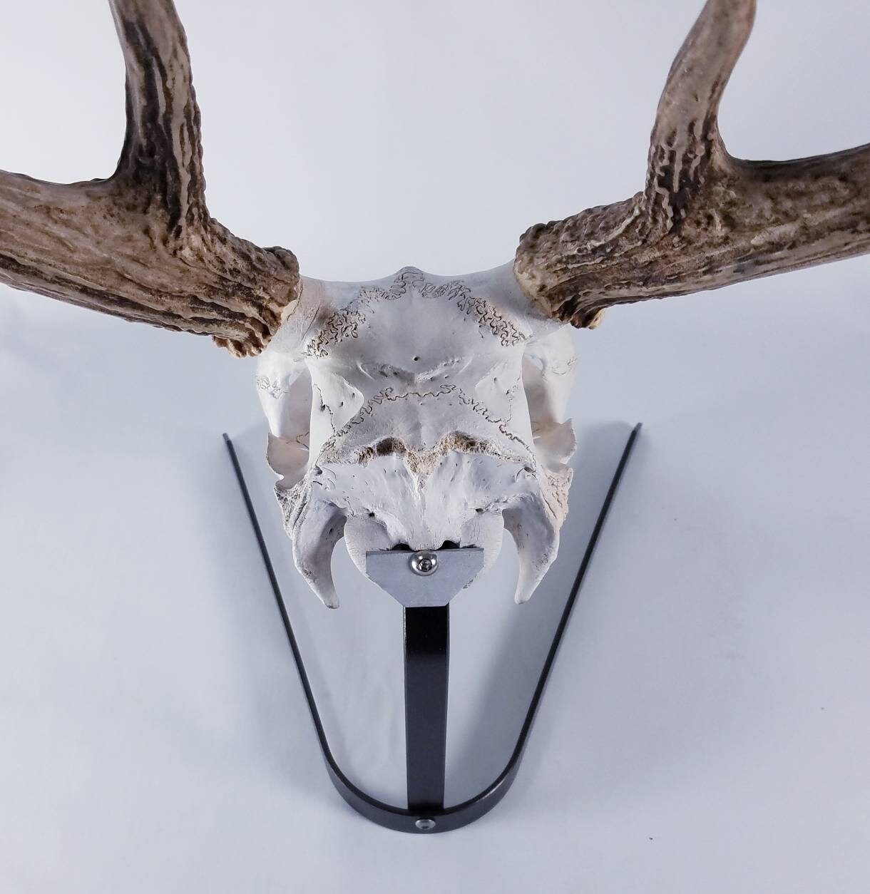 European Skull Mount Tabletop Display Bracket - Etsy