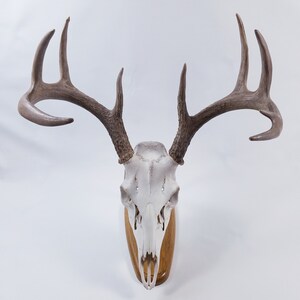 European Skull Mount Table Top Display Made With White Oak - Etsy