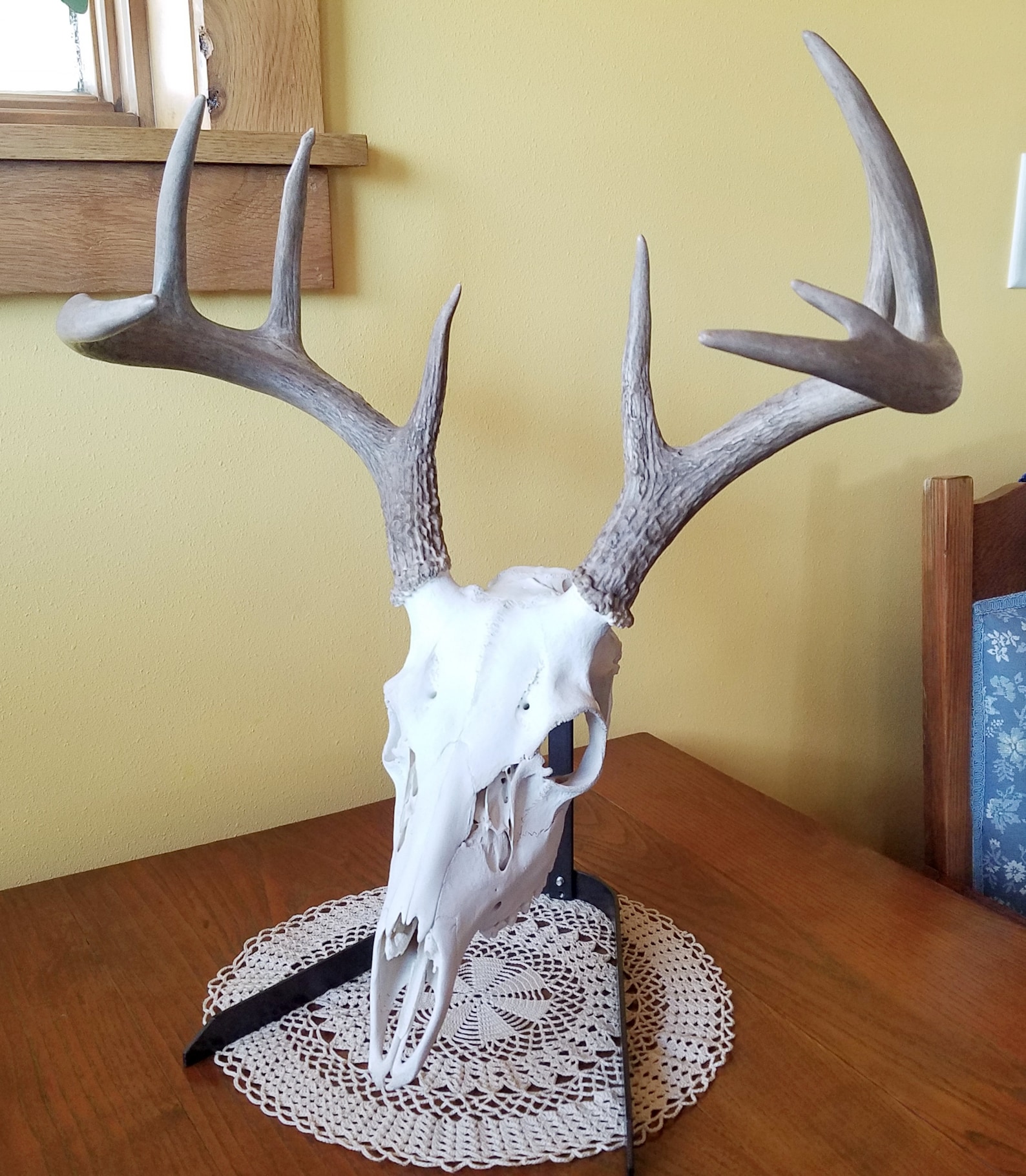 European Skull Mount Table Top Display | Etsy