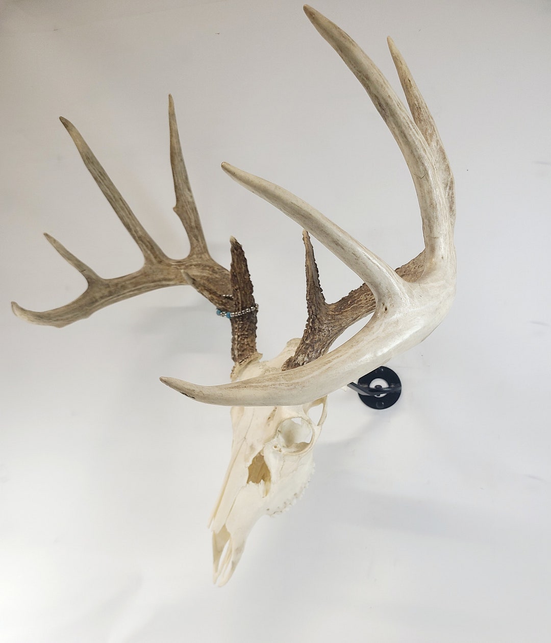 European Skull Mount Swivel Bracket - Etsy