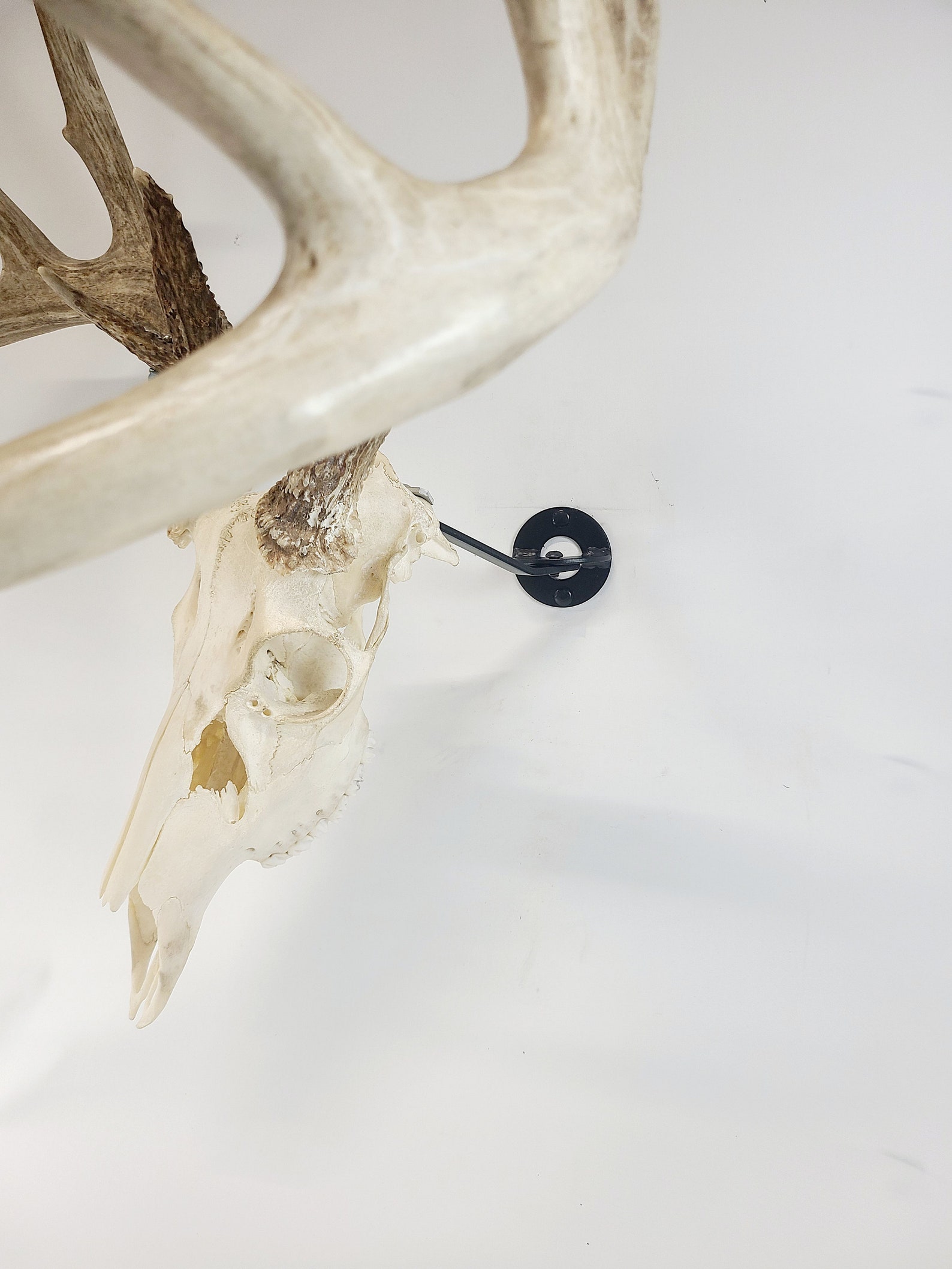 European Skull Mount Swivel Bracket - Etsy