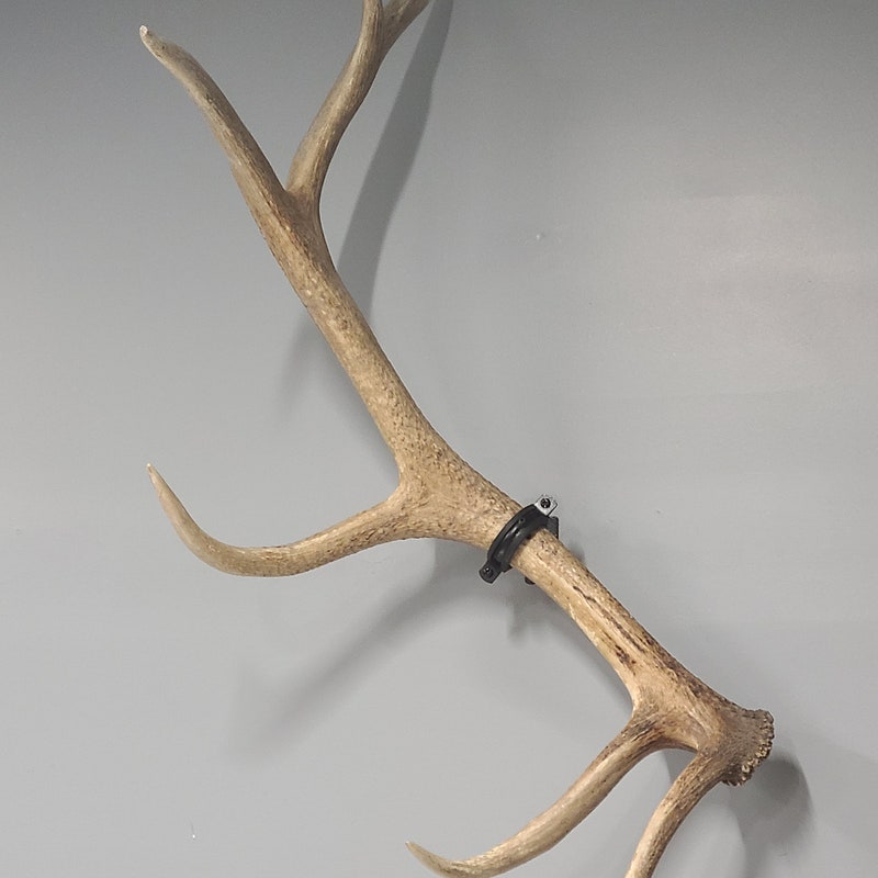Antler Plaque Display - Etsy