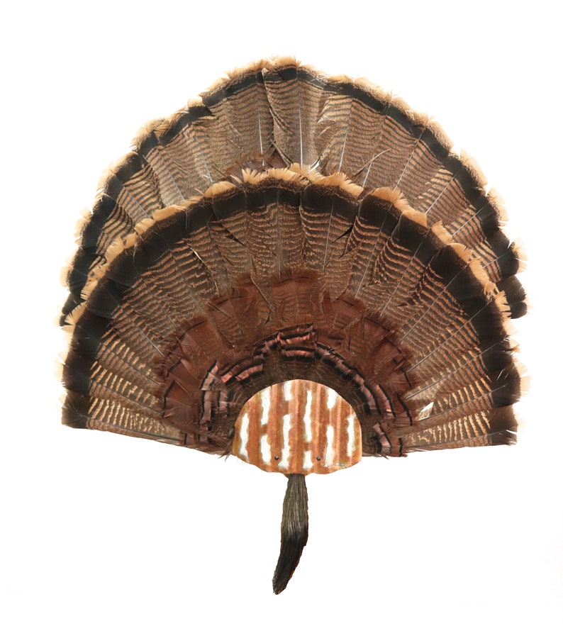 Turkey Fan Mounting Kit 1 to 2 Fan Display Rustic Tin - Etsy