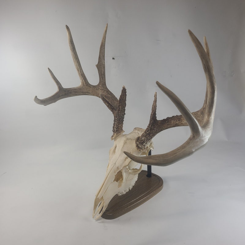 Dark Deer Mount - Etsy