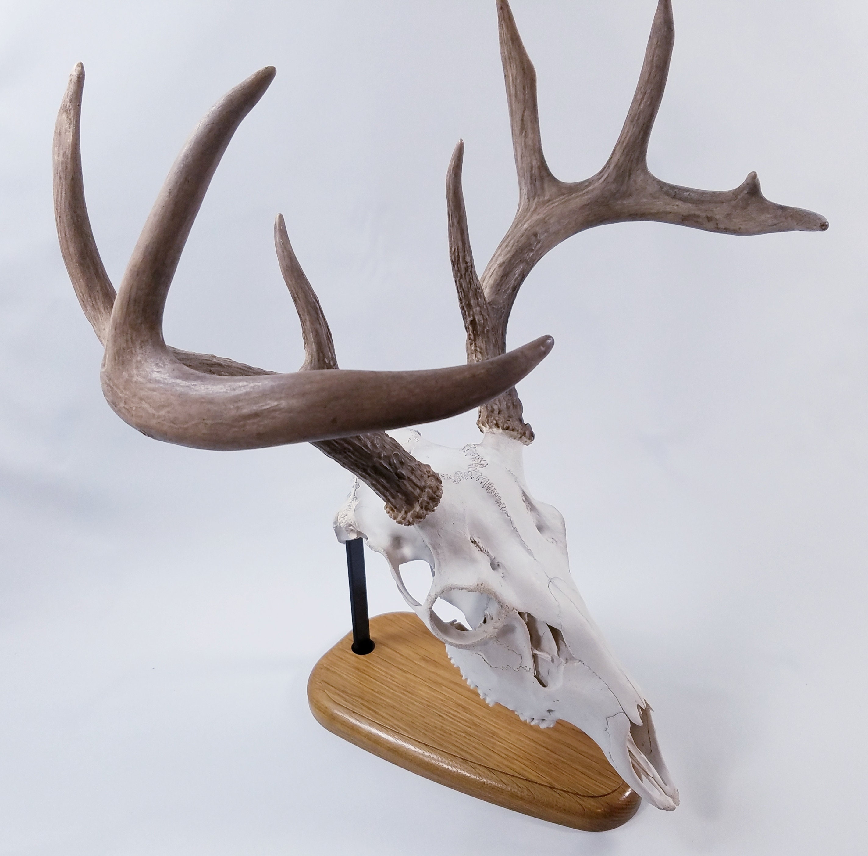 European Skull Mount Table Top Display Made With White Oak - Etsy