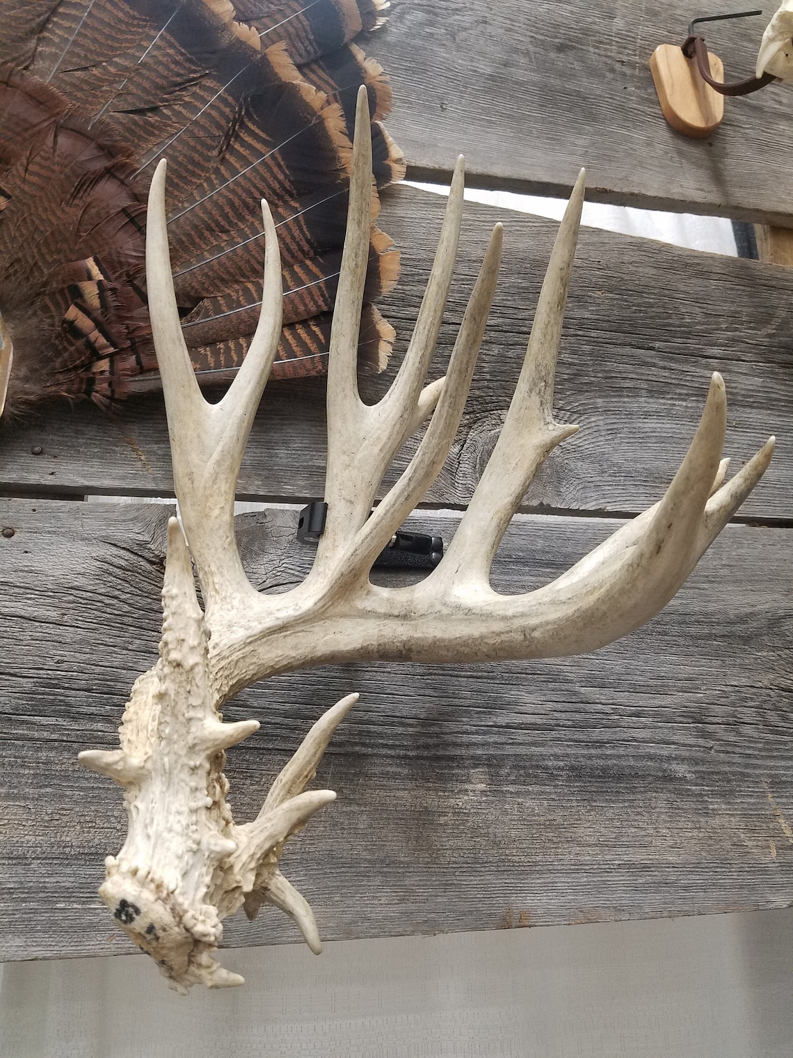 Shed Antler Mounting Clamp. - Etsy