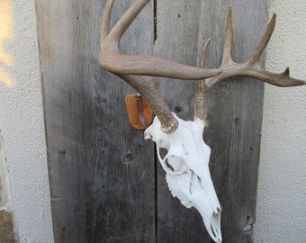 European Skull Mount Swivel Bracket - Etsy