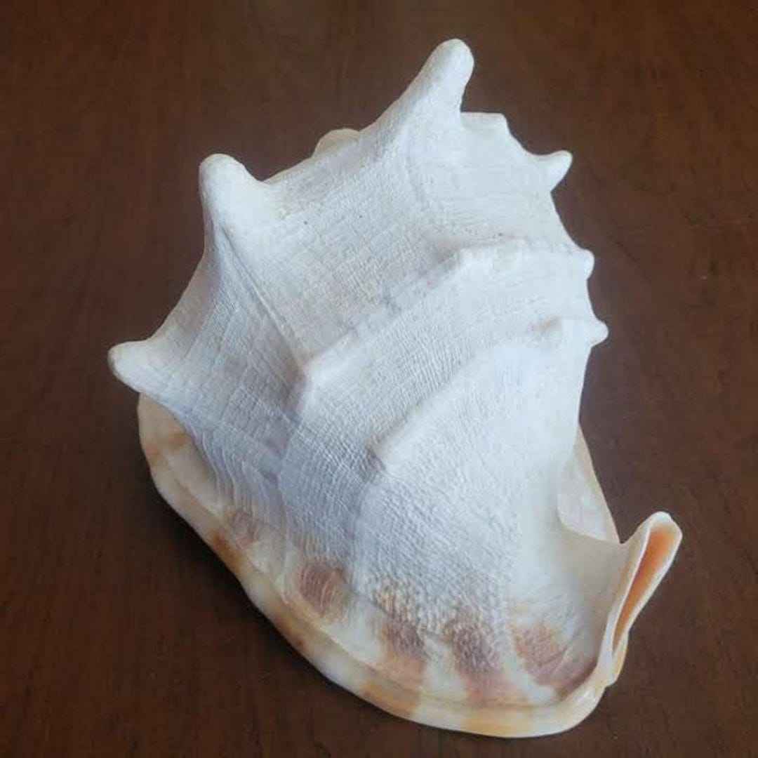 Large Natural Seashell Horned Queen Helmet Conch Tiger Stripe Sea Shell ...