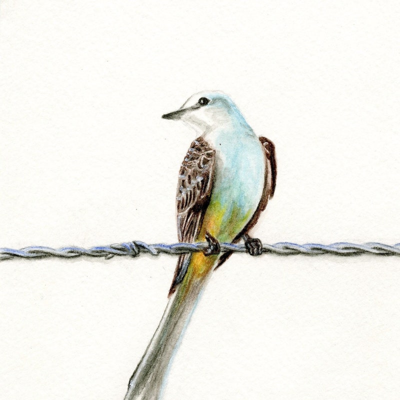Scissortail Art - Etsy