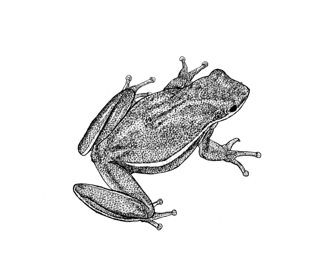 Tree Frog Print, Black and White, Pen and Ink, Green Frog, Open Edition ...