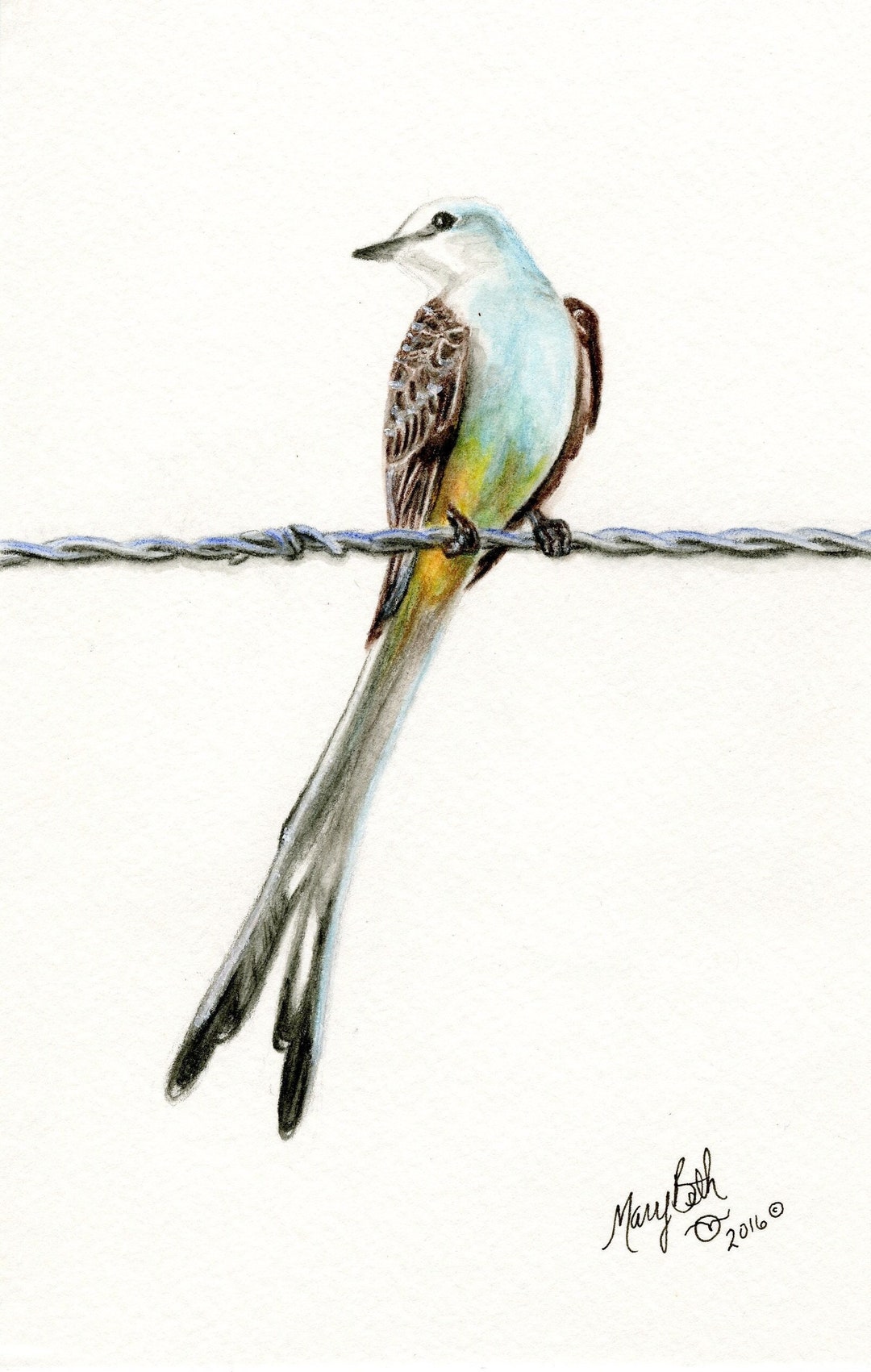 Scissortail Flycatcher, Oklahoma State Bird, "looking Back", Wild Bird ...