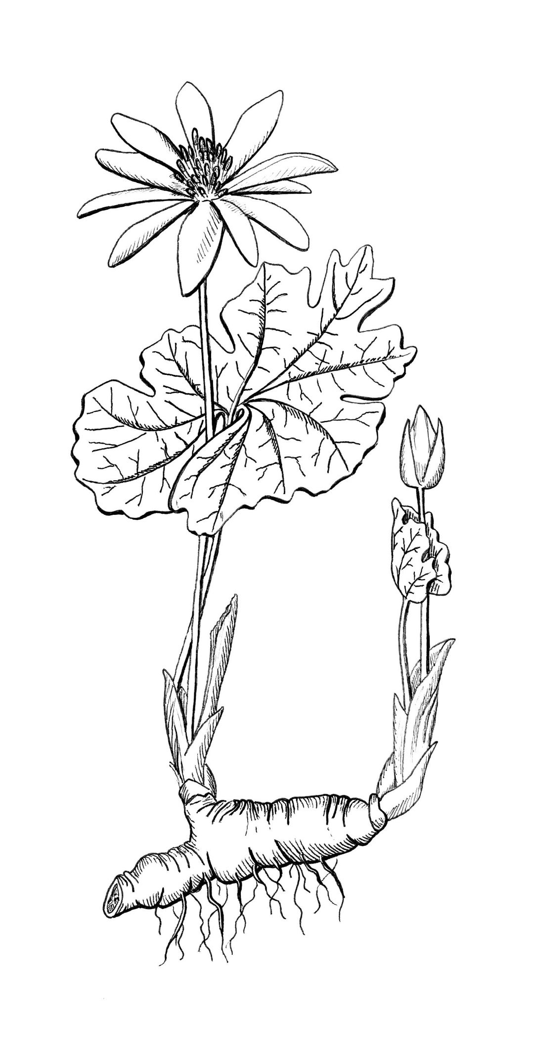 Blood Root, Black and White, Pen and Ink, Open Edition - Etsy