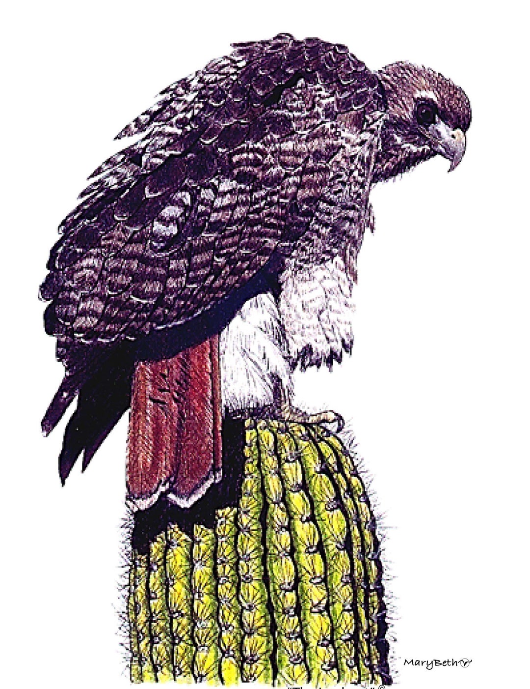 Ceramic Tile, the Look Out, Juvenile Red Tailed Hawk, Image Sublimated ...