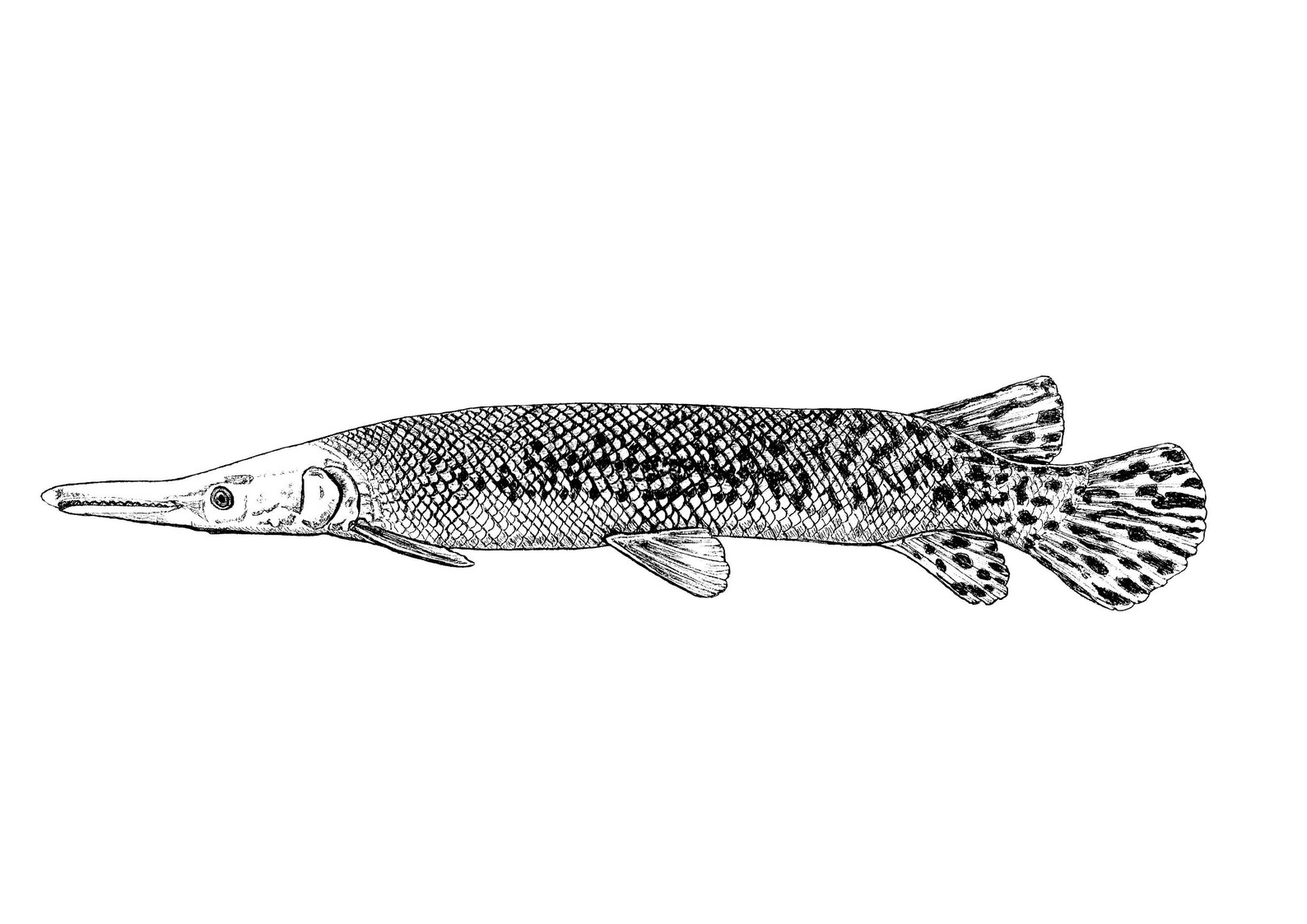 Alligator Gar, Black and White, Pen and Ink, Open Edition - Etsy