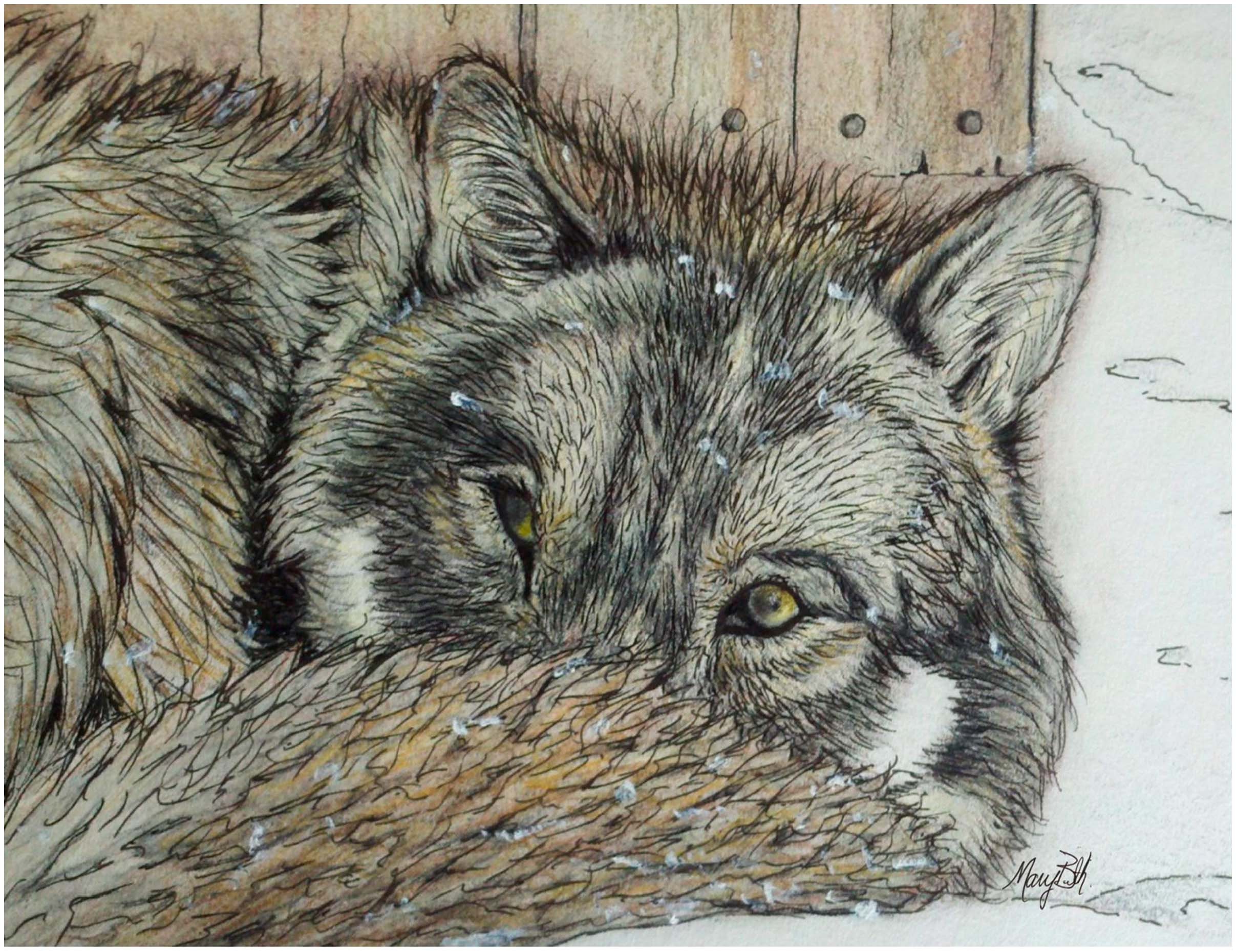 Ceramic Tile, Peekaboo, Wolf Curled up in the Snow Art, Image ...