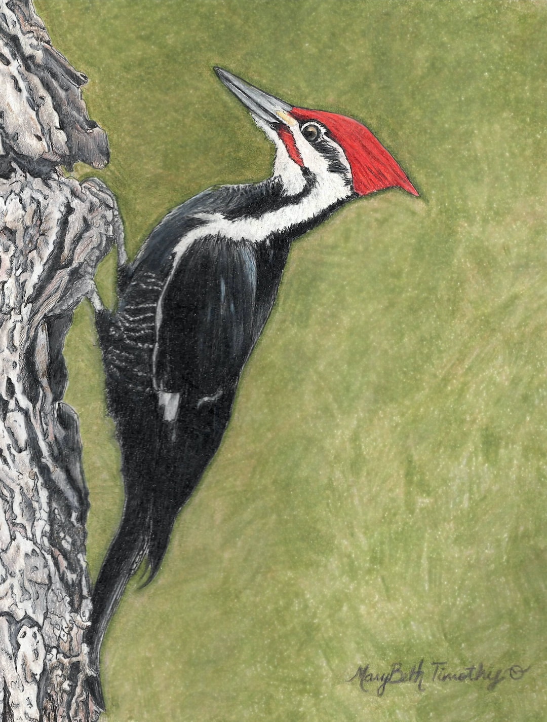 Ceramic Tile, Pileated Woodpecker, Quoga, Image Sublimated on a ...