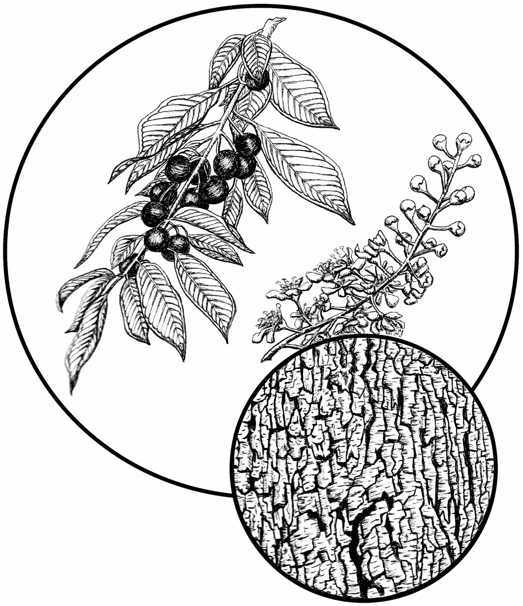 Black Cherry Tree Print, Open Edition, Black and White, Pen and Ink ...