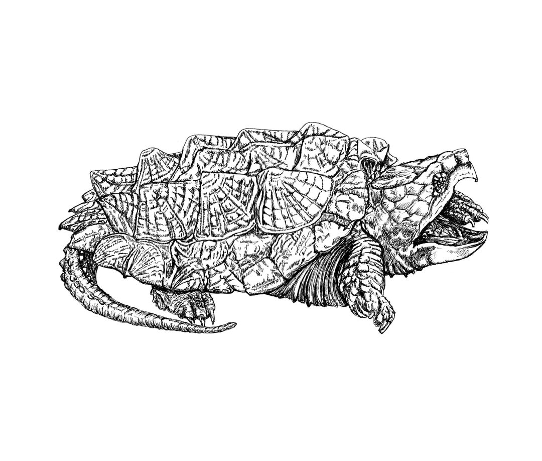 Alligator Snapping Turtle Print, Black and White, Pen and Ink, Turtle ...
