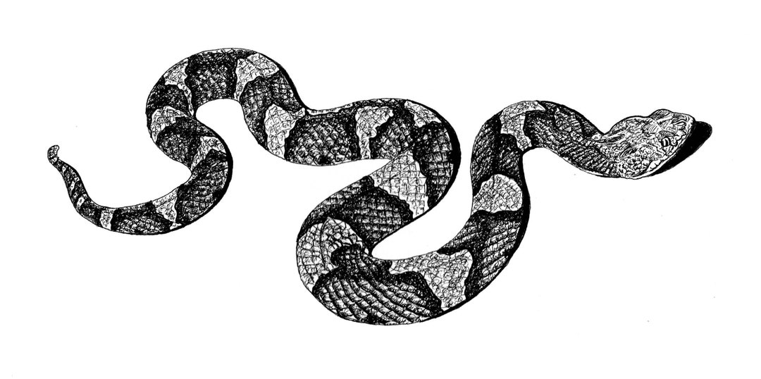 Copperhead Print, Black and White, Pen and Ink, Wild Snake, Open ...