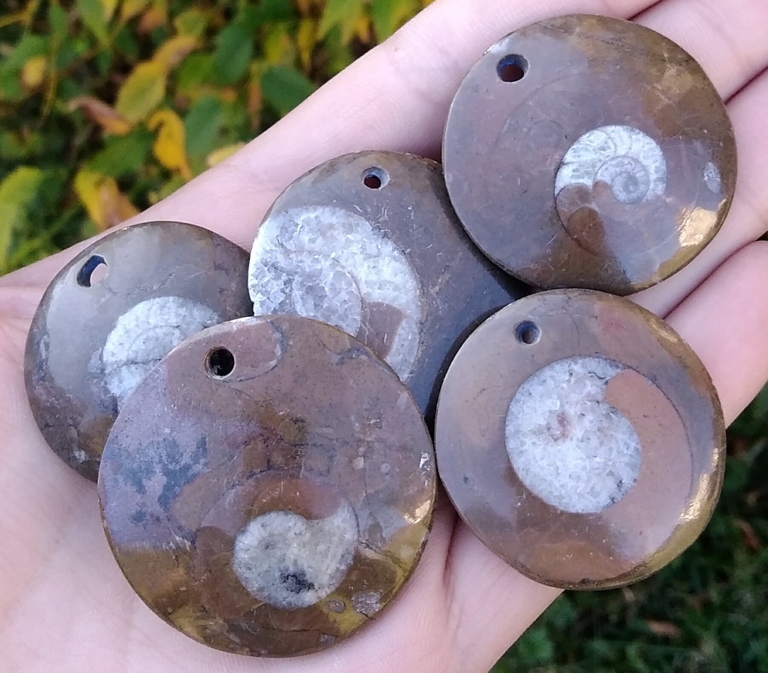 Ammonite Fossil - One Piece , You Will Receive Similar , Pendant ...