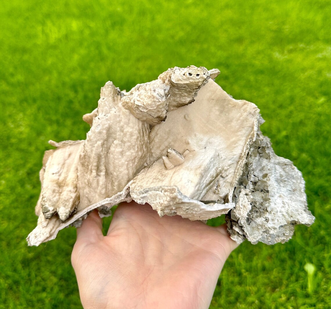 Pseudomorph Calcite After Scalenoedetal Calcite With Mangan Oxide From ...