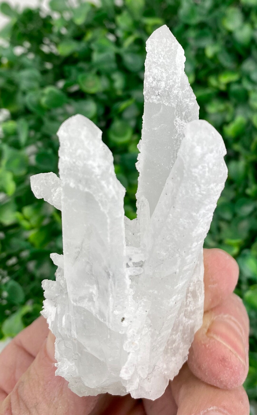 Milky Quartz ( Scepter) From Krushev Dol Mine, Madan , Bulgaria ...