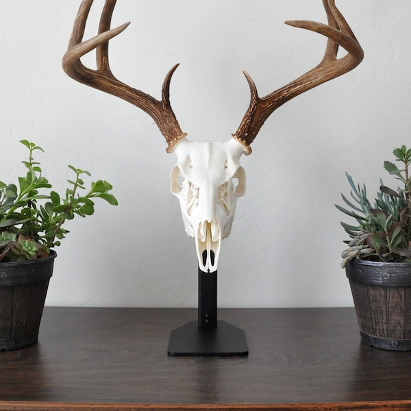 European Mount - Etsy