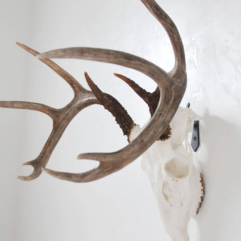 Skull Mount - Etsy UK
